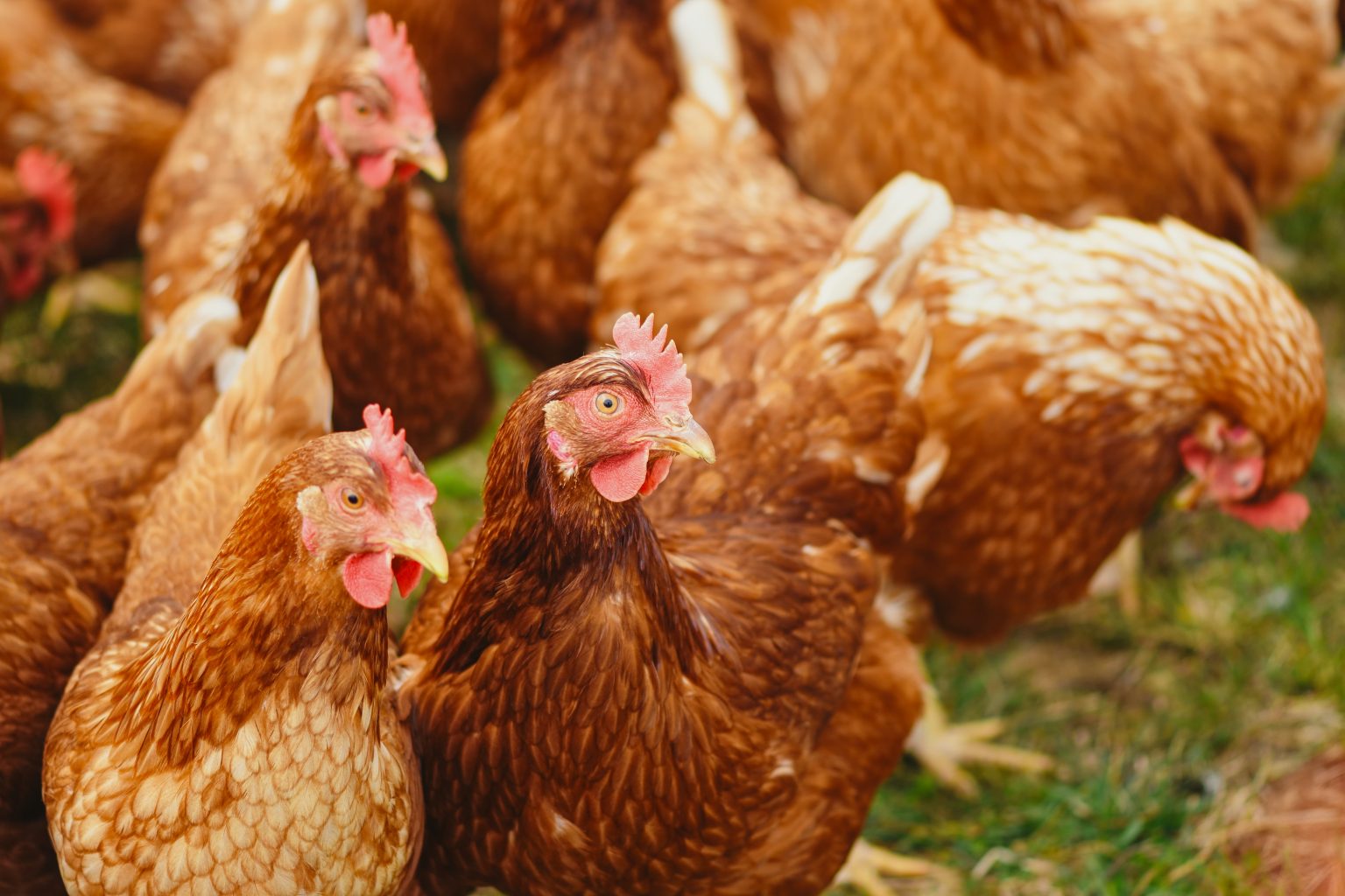 El pollo en la gastronomía y su historia